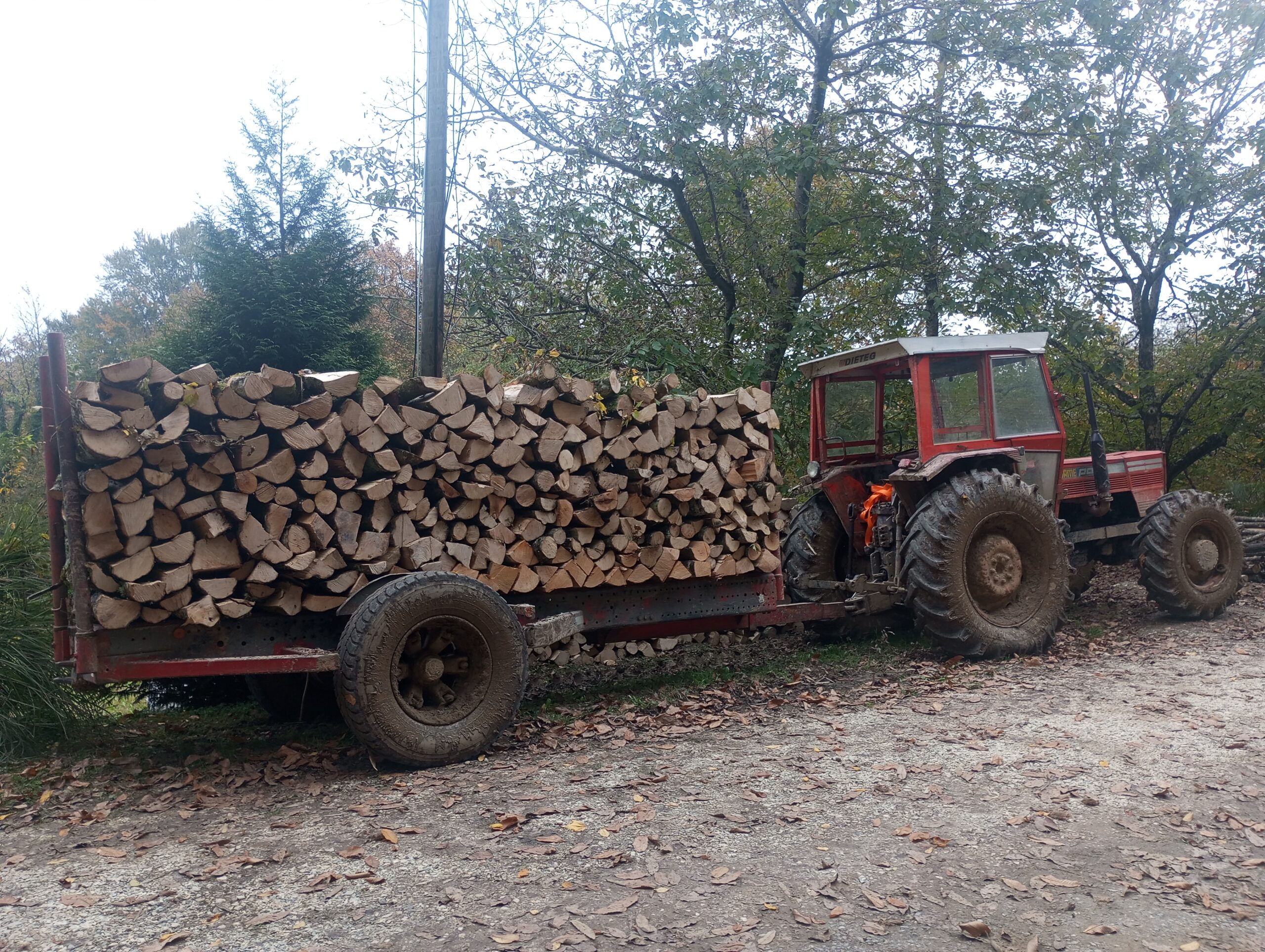 Grab i bukva – ogrjev (metrica) – Zlatni God j.d.o.o.